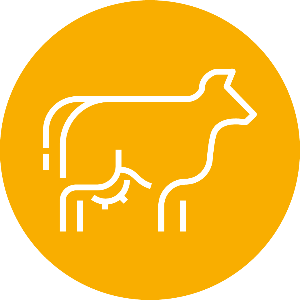 Bovilis Cryptium - Bovilis - Protect the future